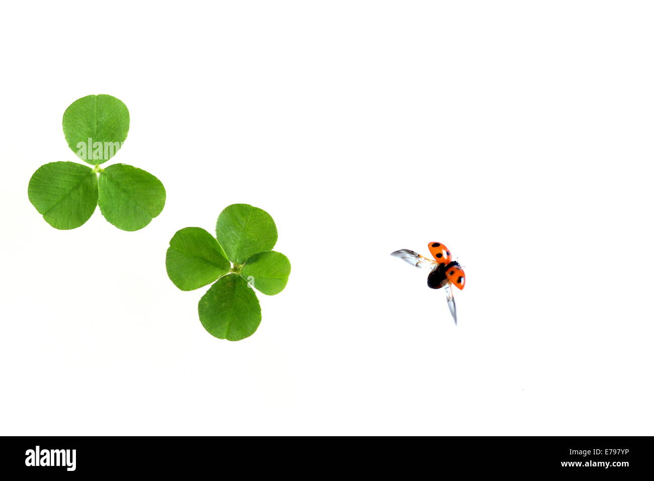 Ladybug on clover Stock Photo - Alamy