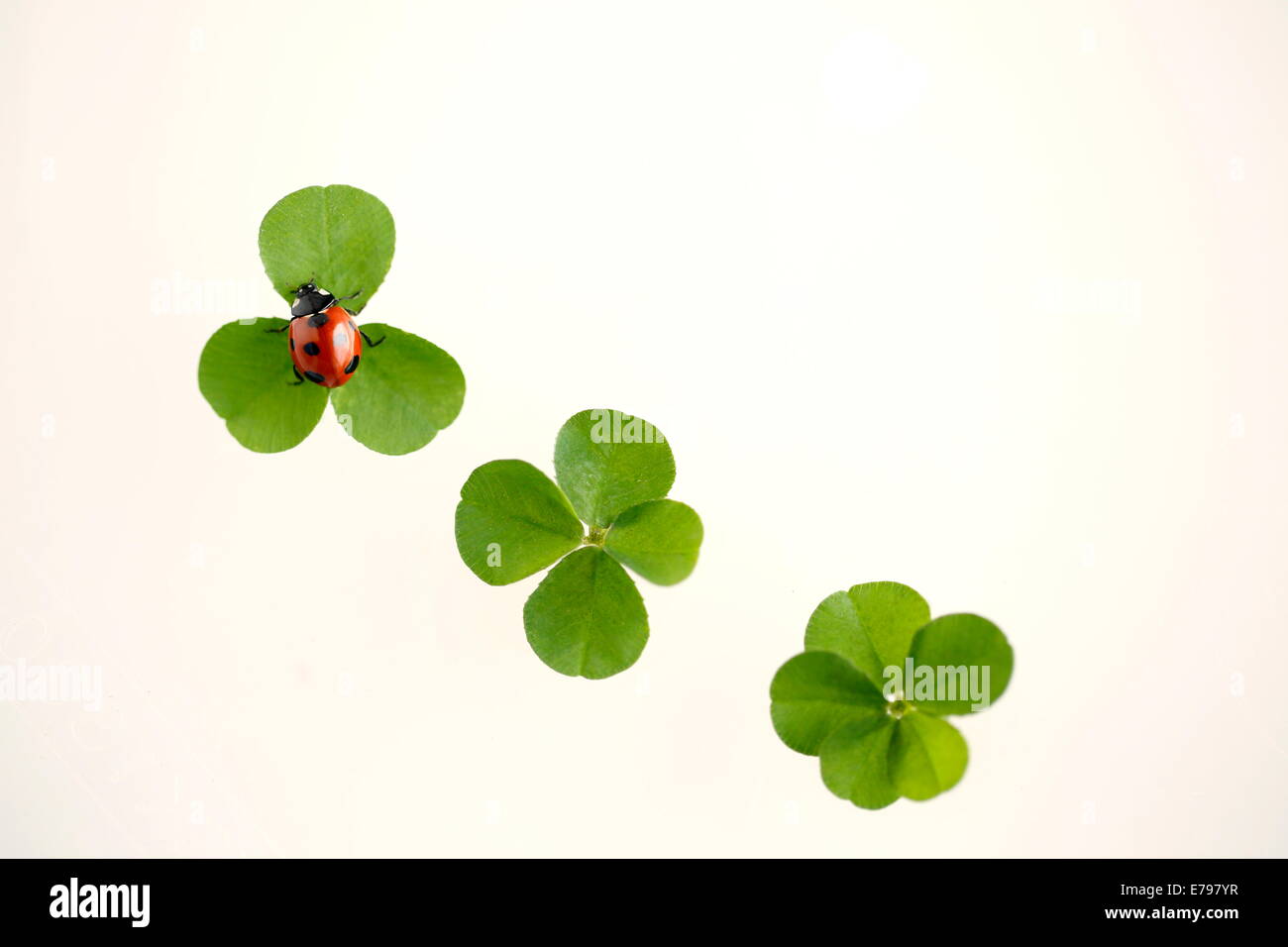 Ladybug on clover Stock Photo - Alamy