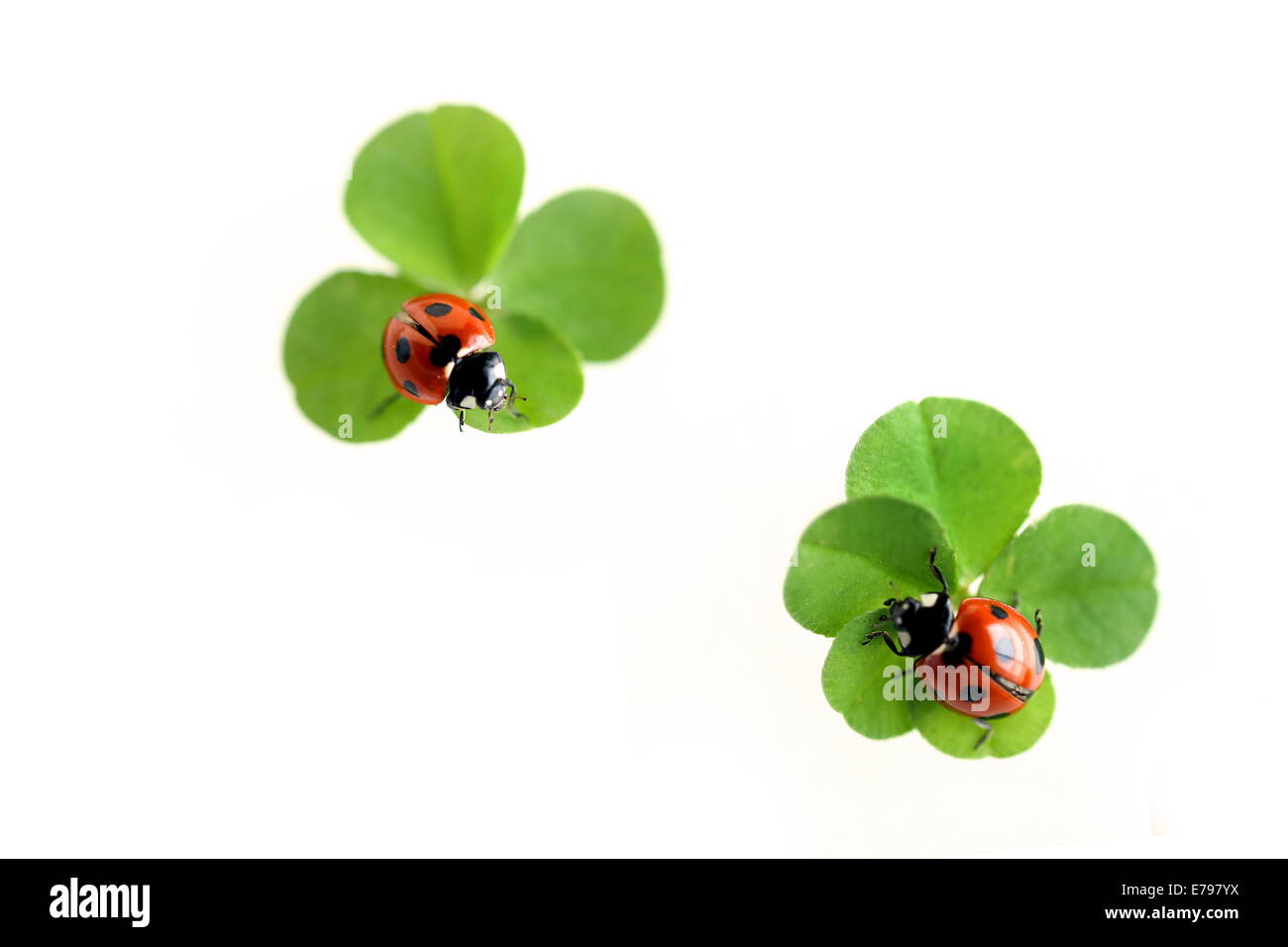 Ladybug on clover Stock Photo - Alamy