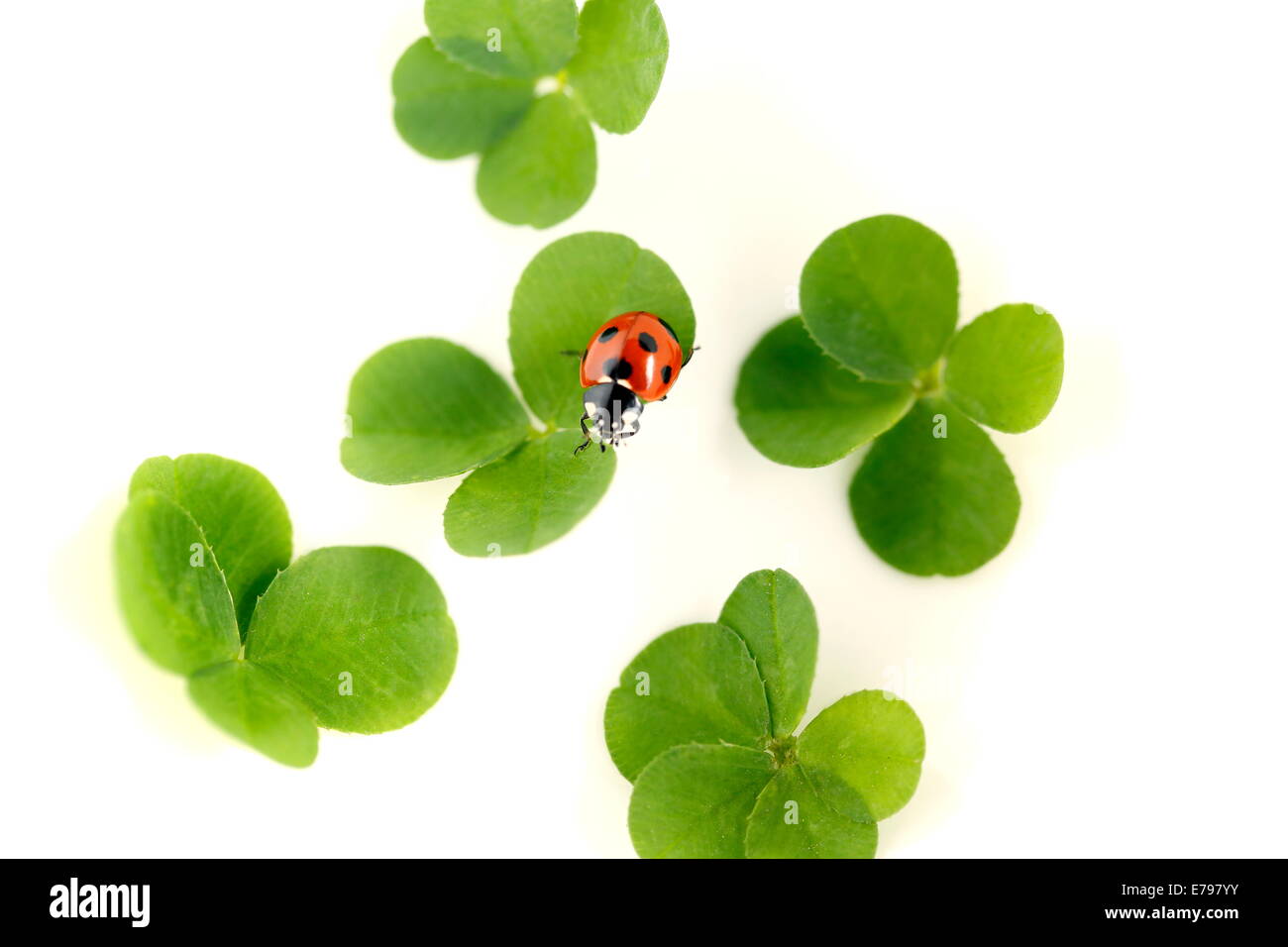 Ladybug on clover Stock Photo - Alamy
