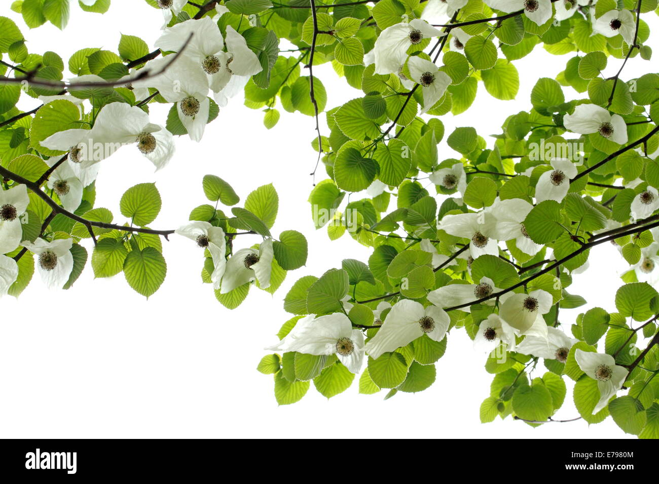 The dove tree hi-res stock photography and images - Alamy