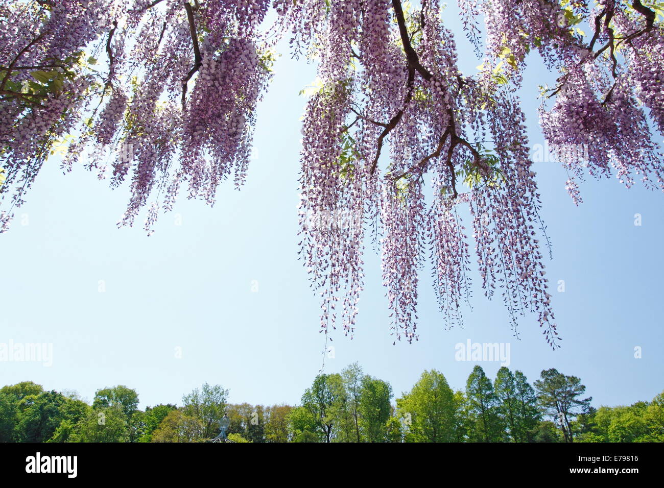 Wisteria grove hi-res stock photography and images - Alamy
