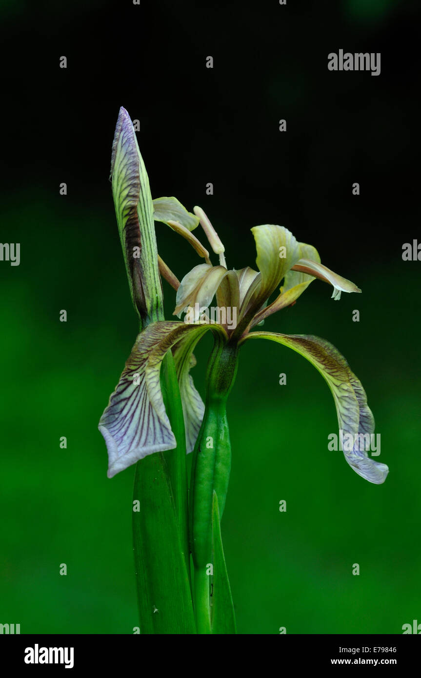 Stinking hi-res stock photography and images - Alamy