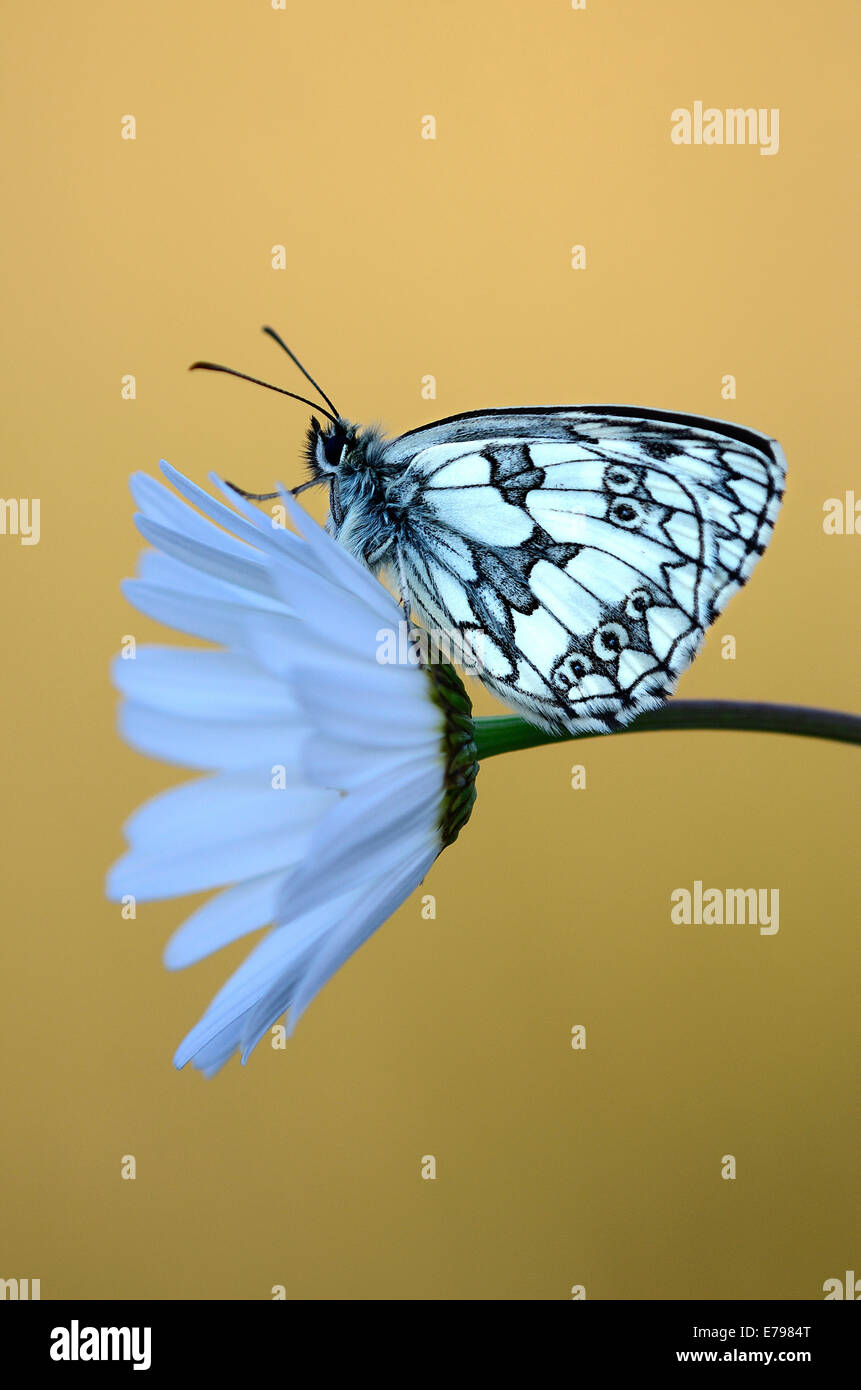 Marbled wing detail hi-res stock photography and images - Alamy
