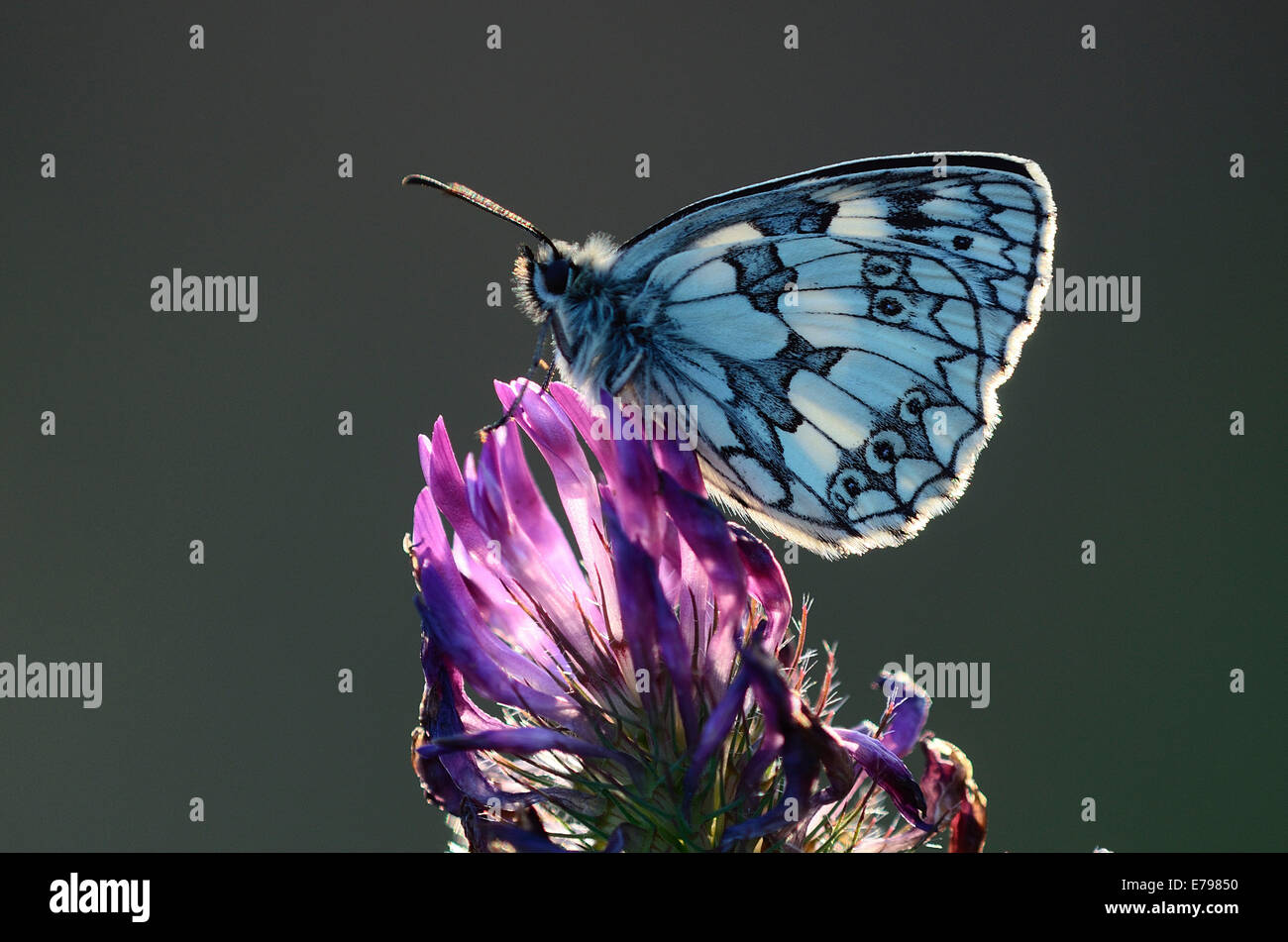 Melagaria hi-res stock photography and images - Alamy
