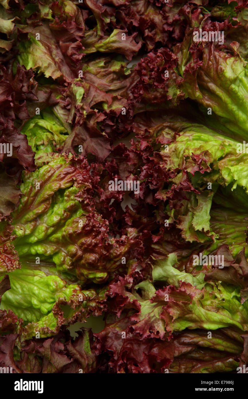 Frill lettuce hi-res stock photography and images - Alamy