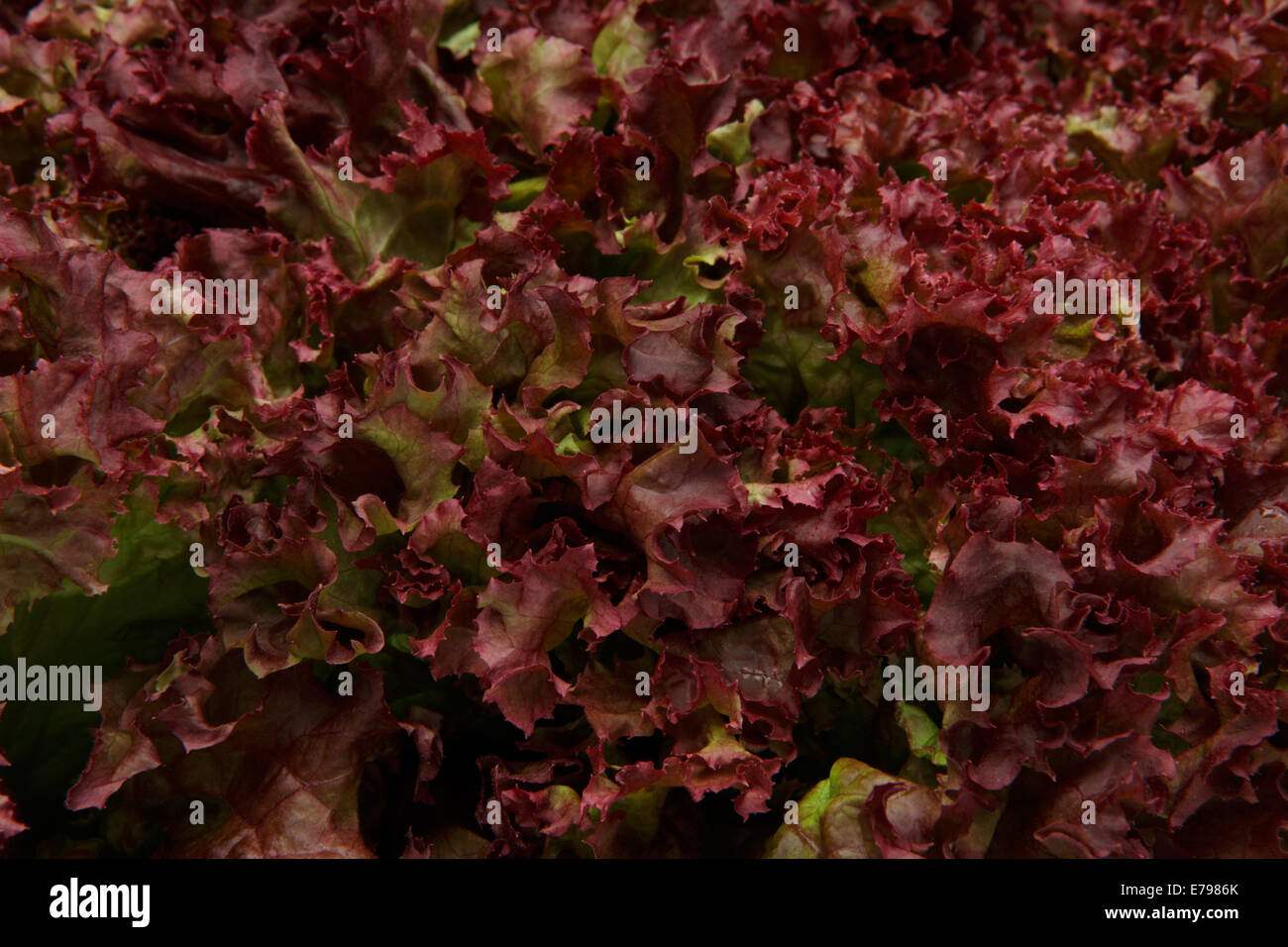 Frill lettuce hi-res stock photography and images - Alamy