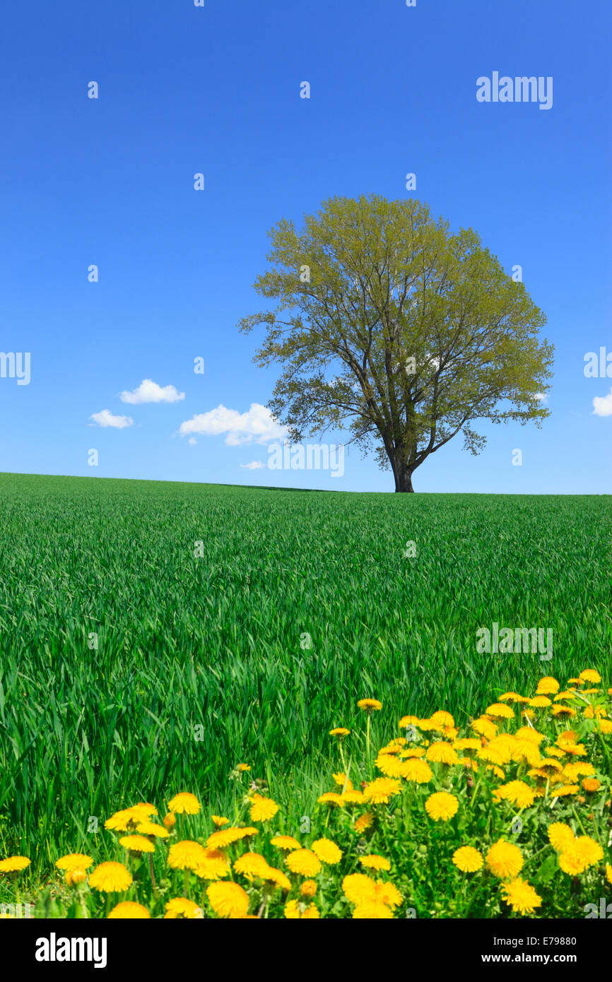 Tree philosophy hokkaido hi-res stock photography and images - Alamy