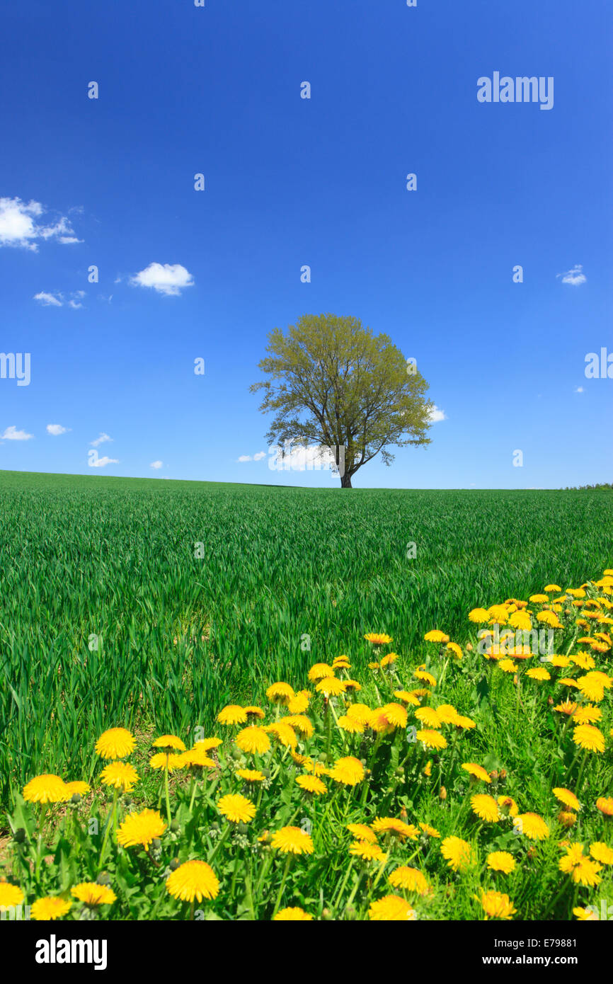 Tree philosophy hokkaido hi-res stock photography and images - Alamy