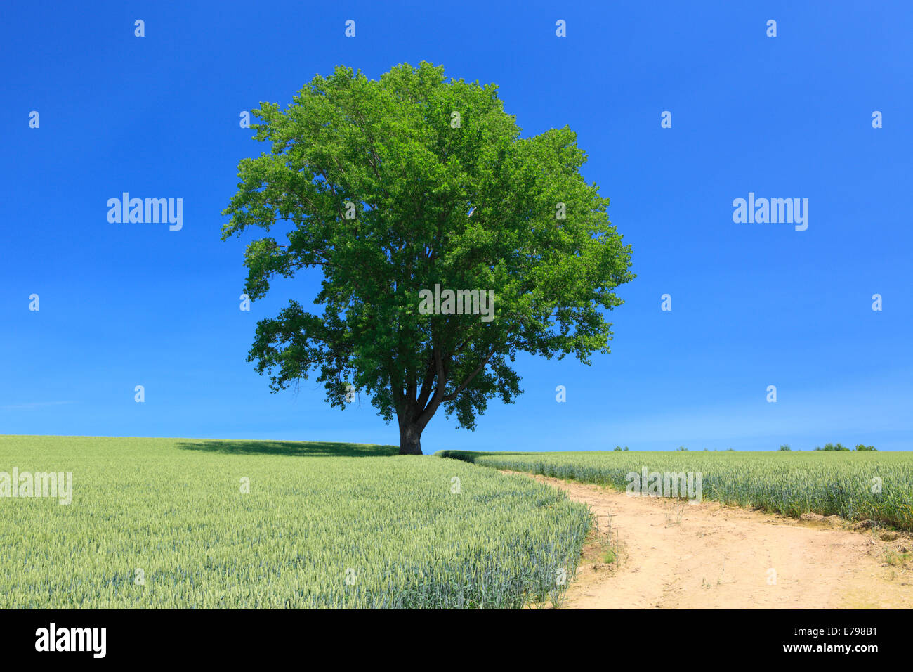 Tree philosophy hokkaido hi-res stock photography and images - Alamy
