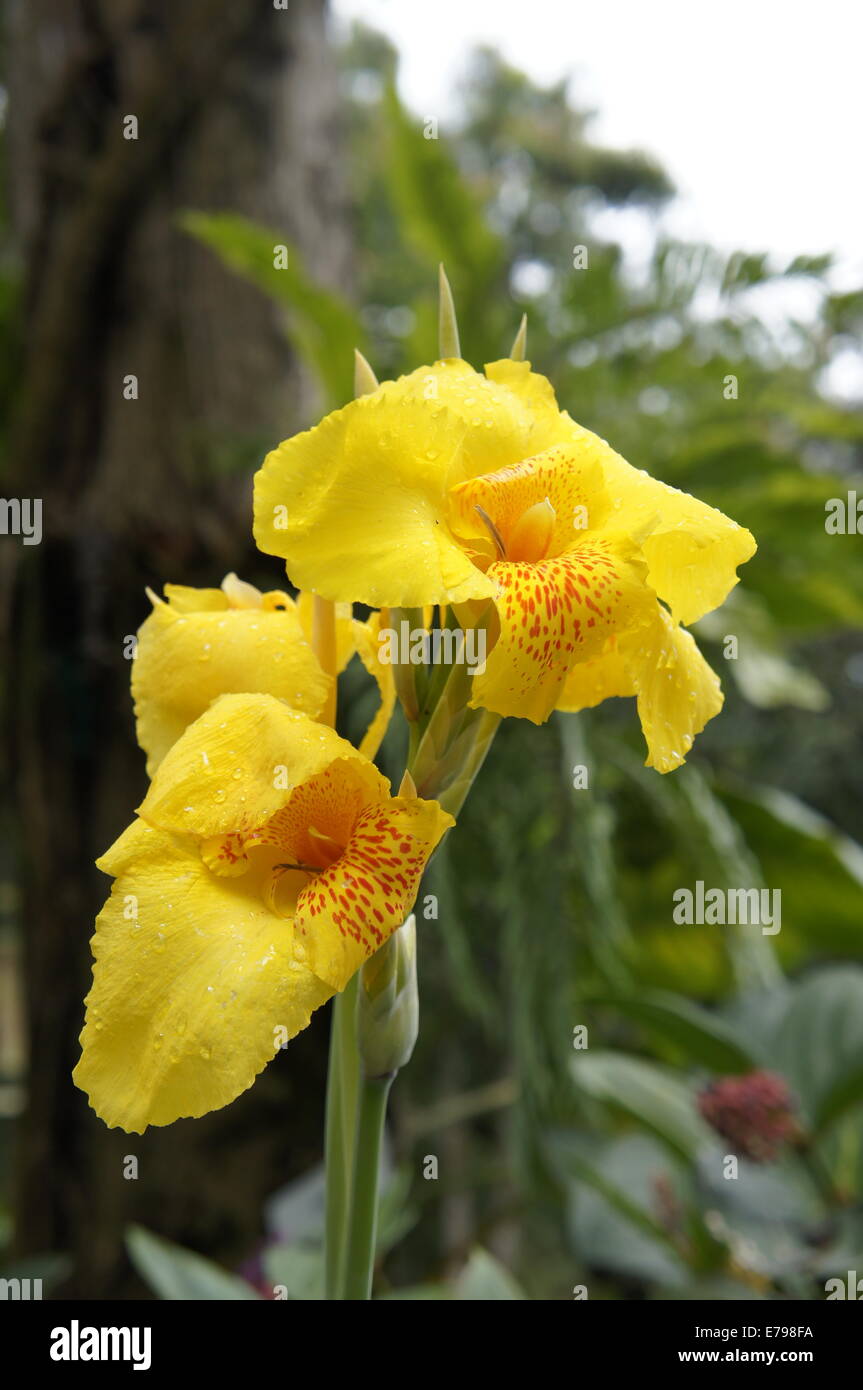 African arrowroot hi-res stock photography and images - Alamy