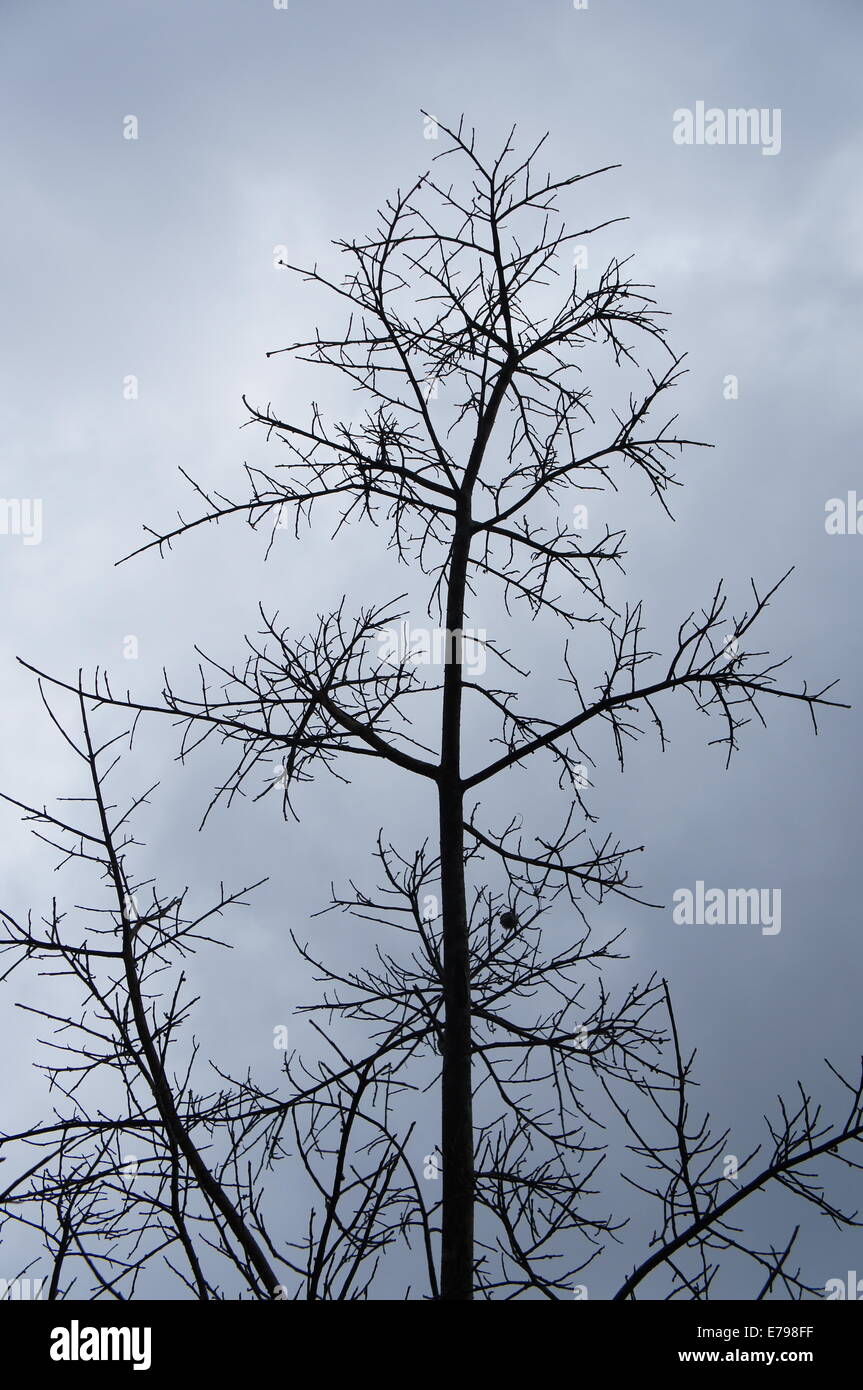 barren dead tree without leaves Stock Photo - Alamy