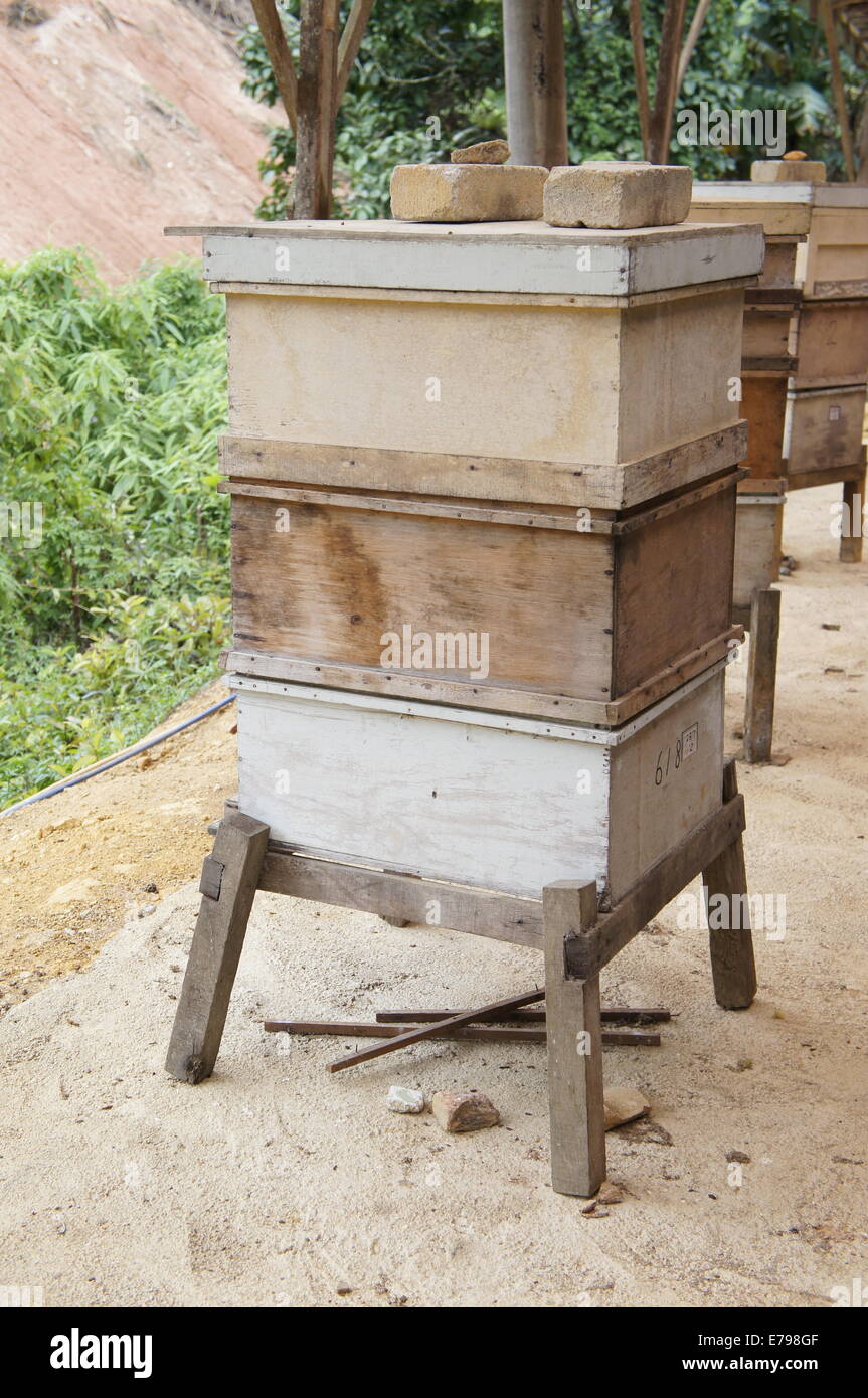 honey bee commercial farming beehive Stock Photo - Alamy
