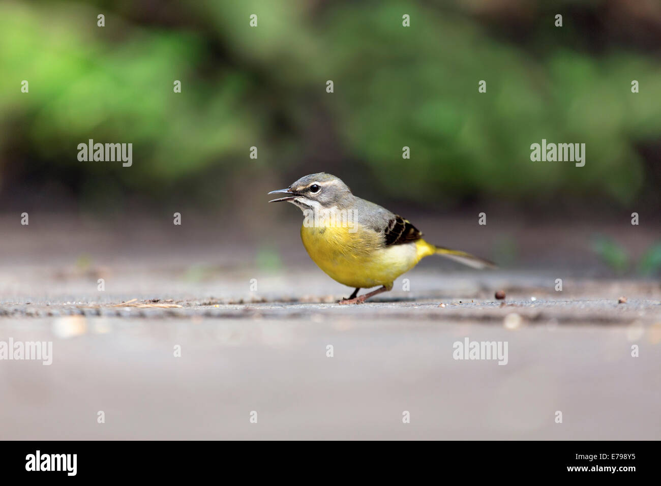 Yellow wagtail female hi-res stock photography and images - Alamy