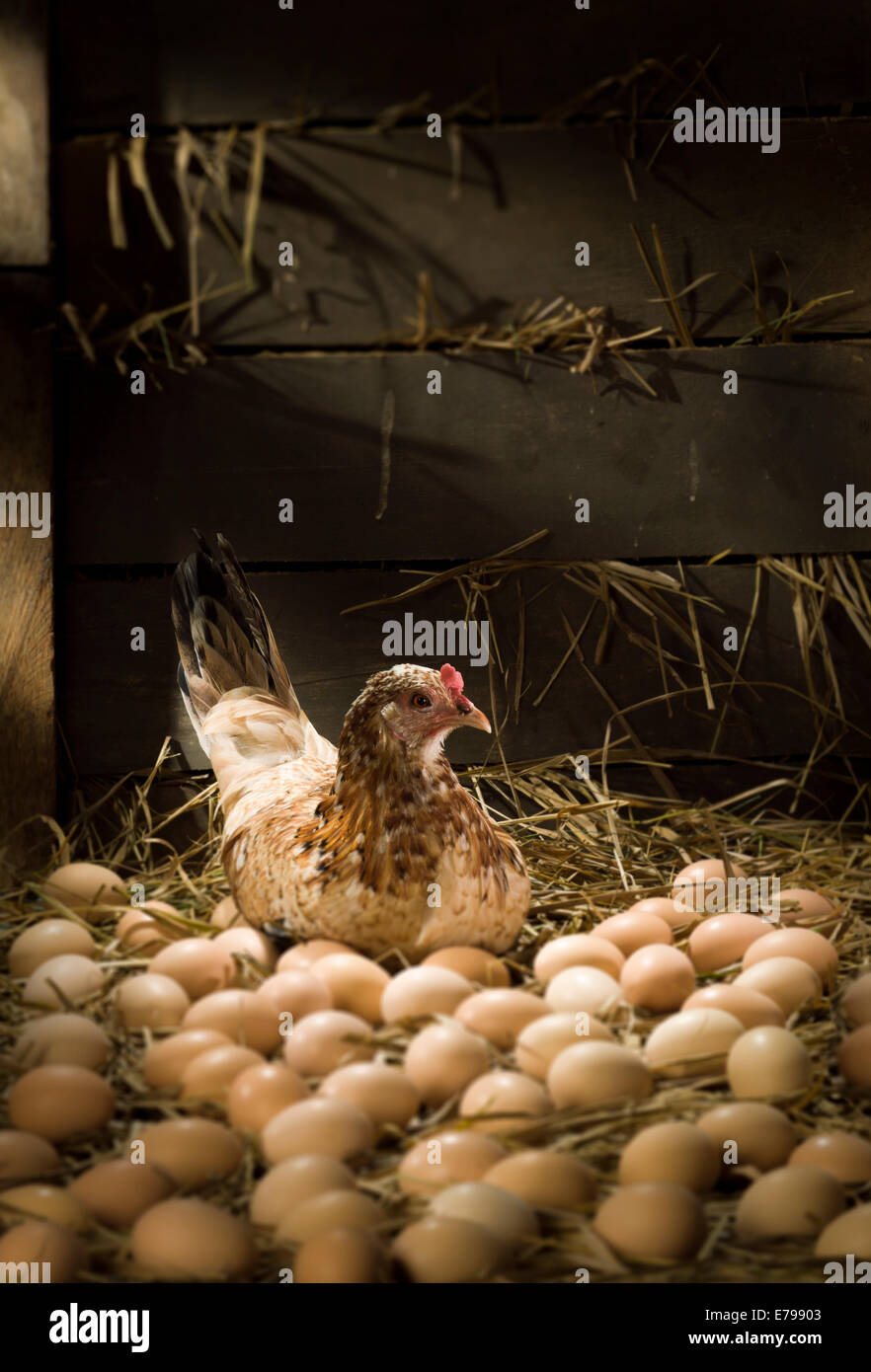 A hen that lays so many eggs. Creative illustration showing ...