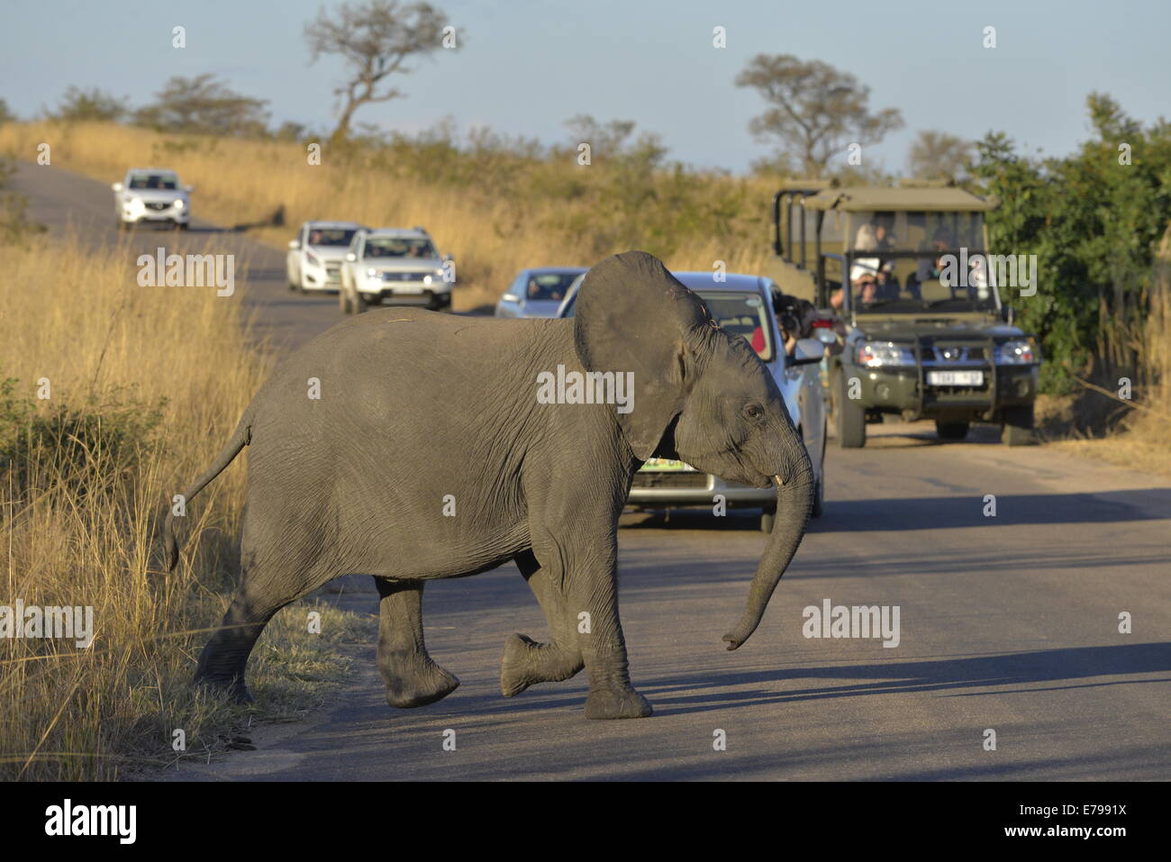Young elephant holding up vehicles on tar road in Kruger National Park ...