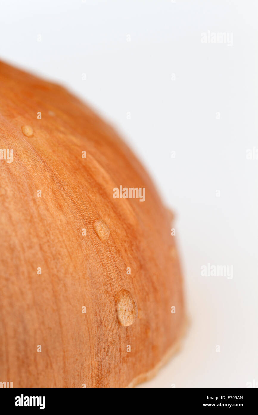 Onion, close up Stock Photo - Alamy