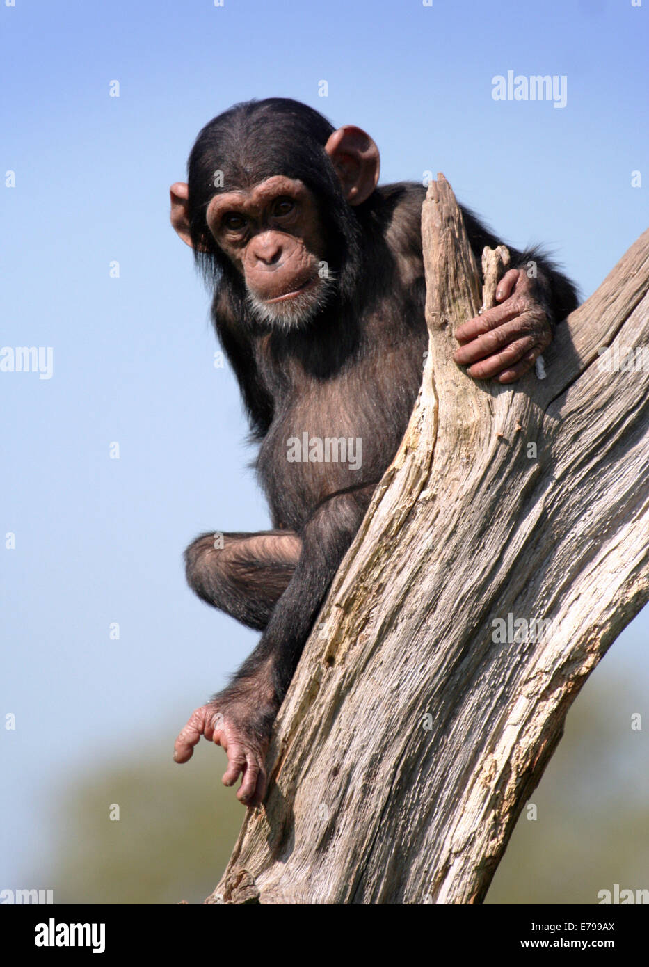 Chimp in tree hi-res stock photography and images - Alamy