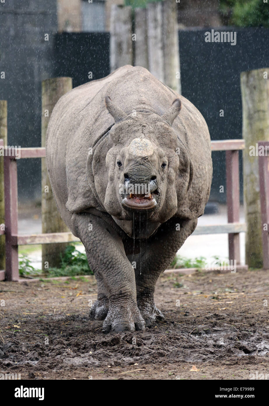 Drooling Rhino in the Rain Stock Photo - Alamy
