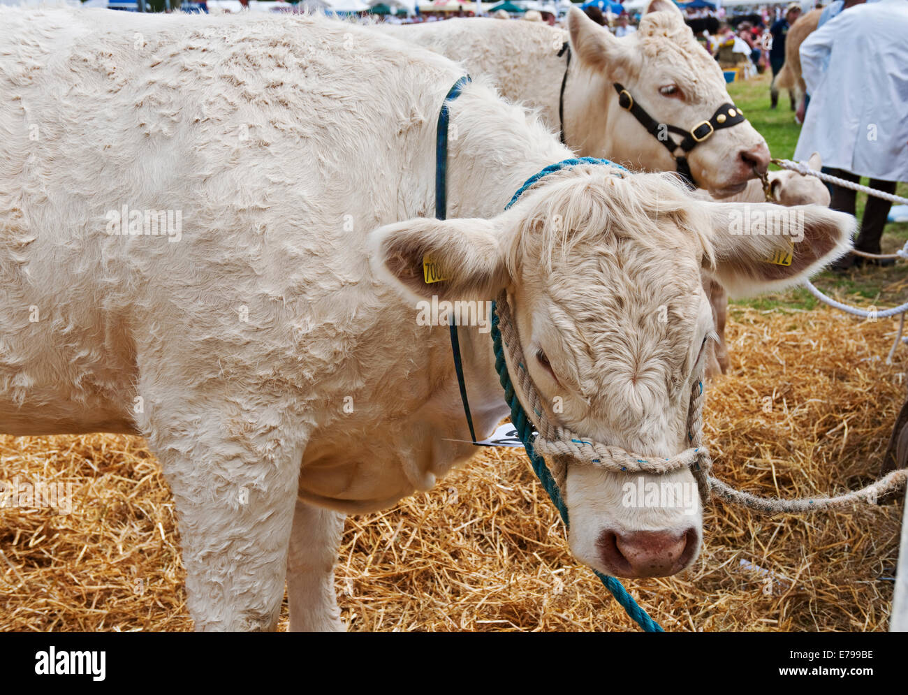 Charolais Beef Stock Photos & Charolais Beef Stock Images - Alamy