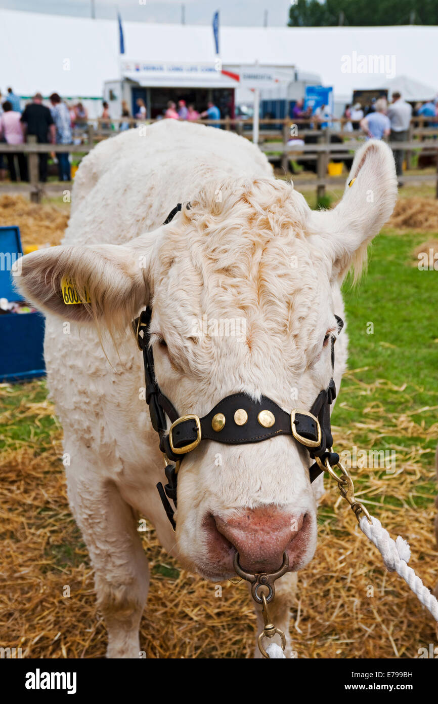 Close up of Charolais cow cows cattle livestock at Driffield ...