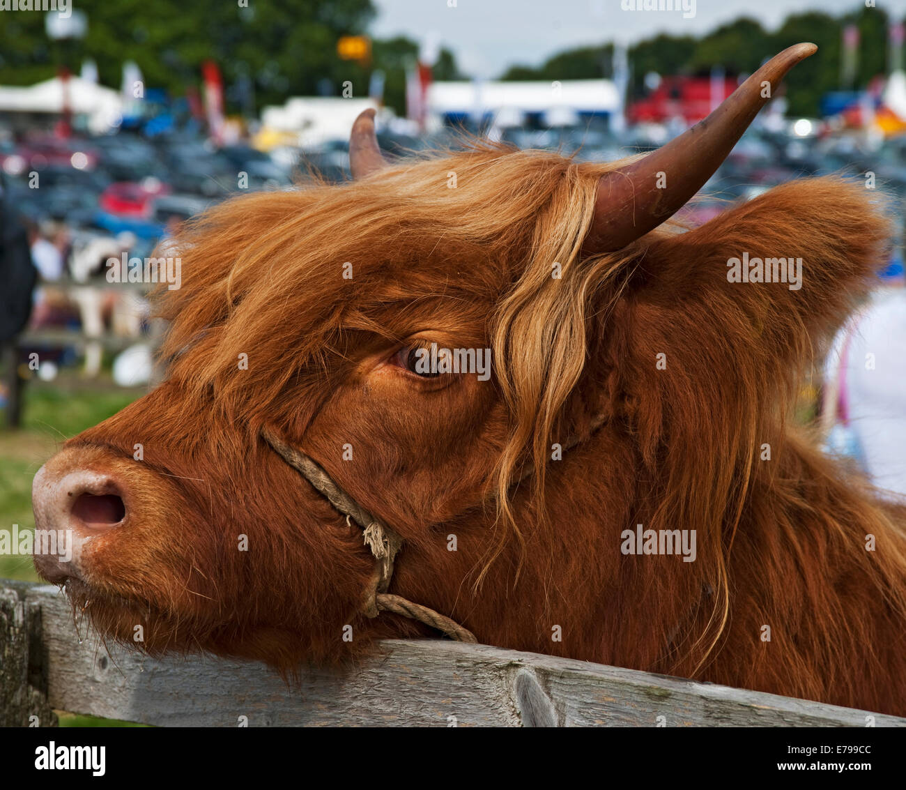 Highland cow face close up hi-res stock photography and images - Alamy
