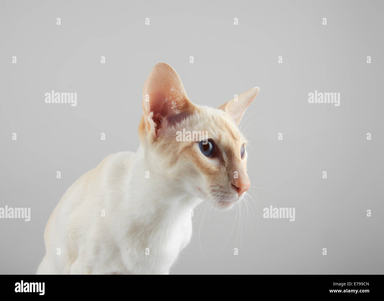 Meowing siamese cat hi-res stock photography and images - Alamy