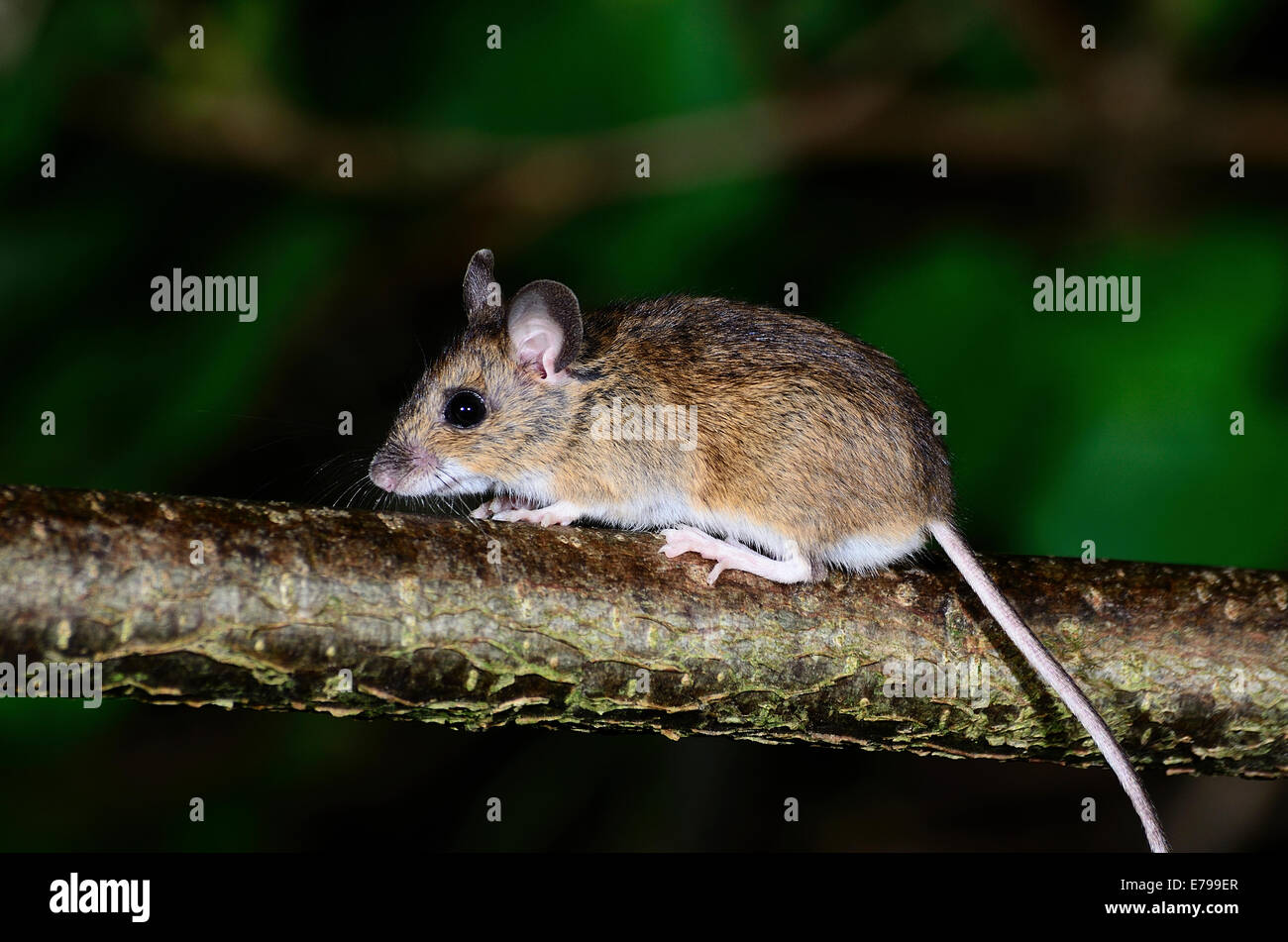 Tail of a mouse hi-res stock photography and images - Alamy