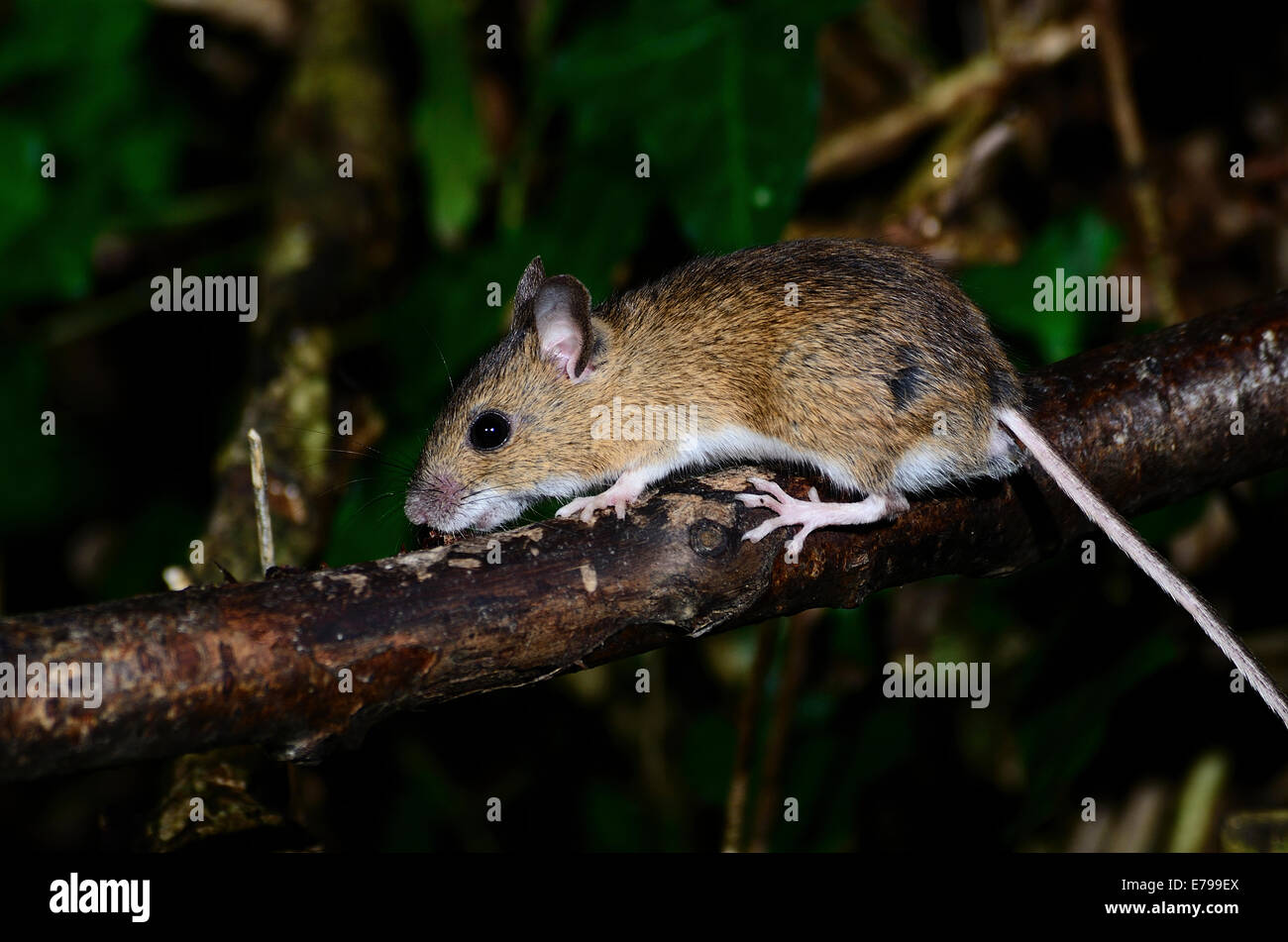 Tail of a mouse hi-res stock photography and images - Alamy