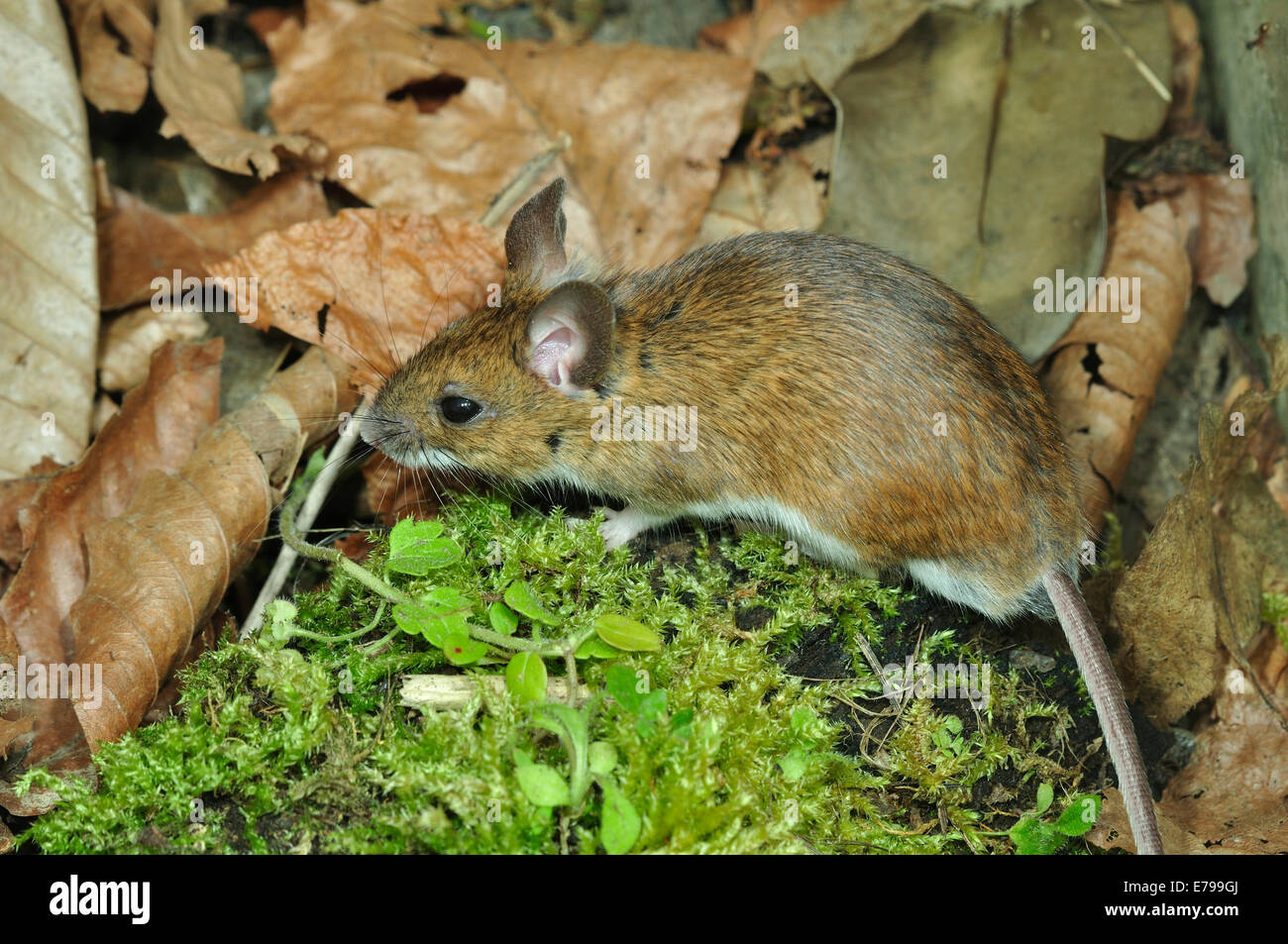 A woodmouse mouse amongst leaf litter UK Stock Photo - Alamy