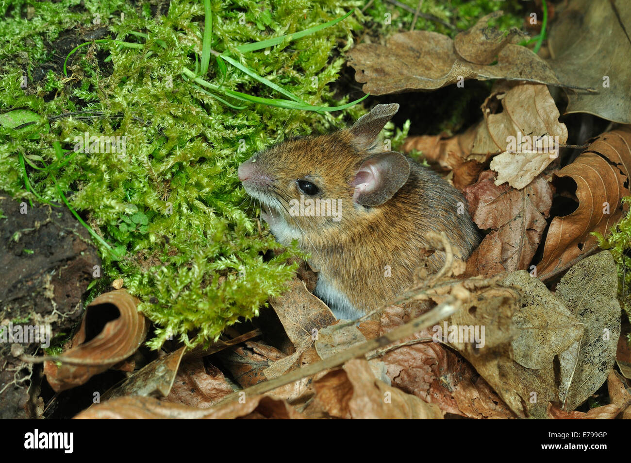 A woodmouse mouse amongst leaf litter UK Stock Photo - Alamy