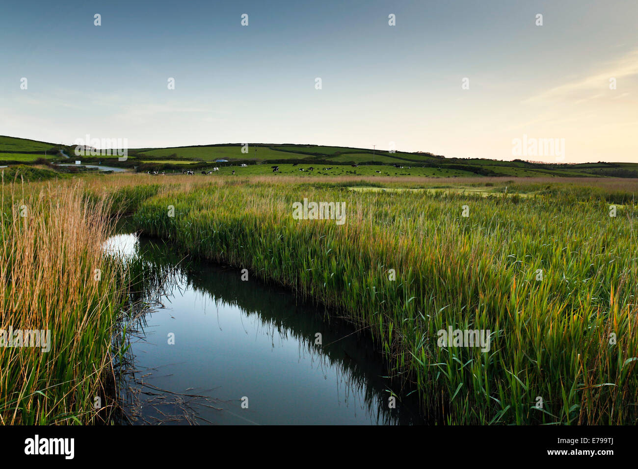Gunwalloe Church Cove; Cornwall; UK Stock Photo - Alamy