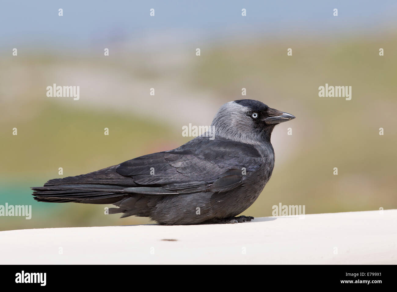 Jackdaw; Corvus monedula; UK Stock Photo - Alamy