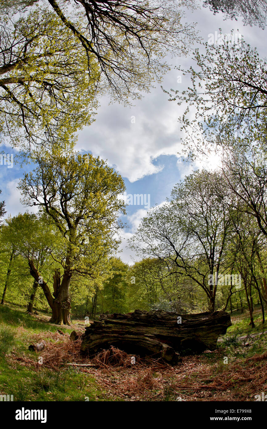 Oak trees uk hi-res stock photography and images - Alamy