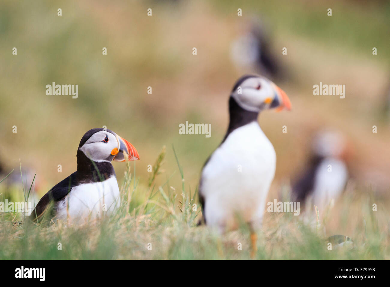Atlantic Puffin (Fratercula arctica) at a breeding colony. Farne ...