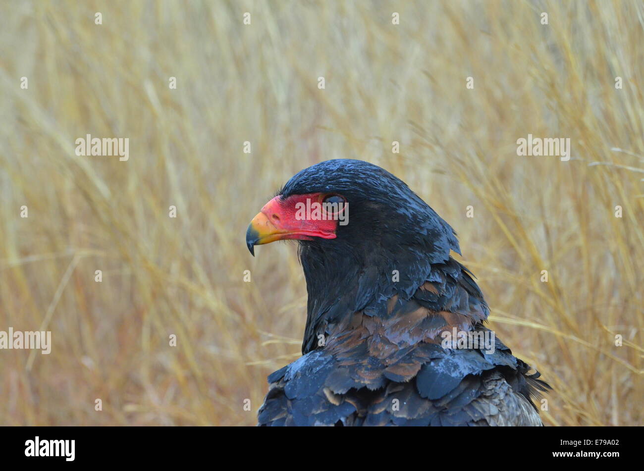 Bataleur eagle hi-res stock photography and images - Alamy