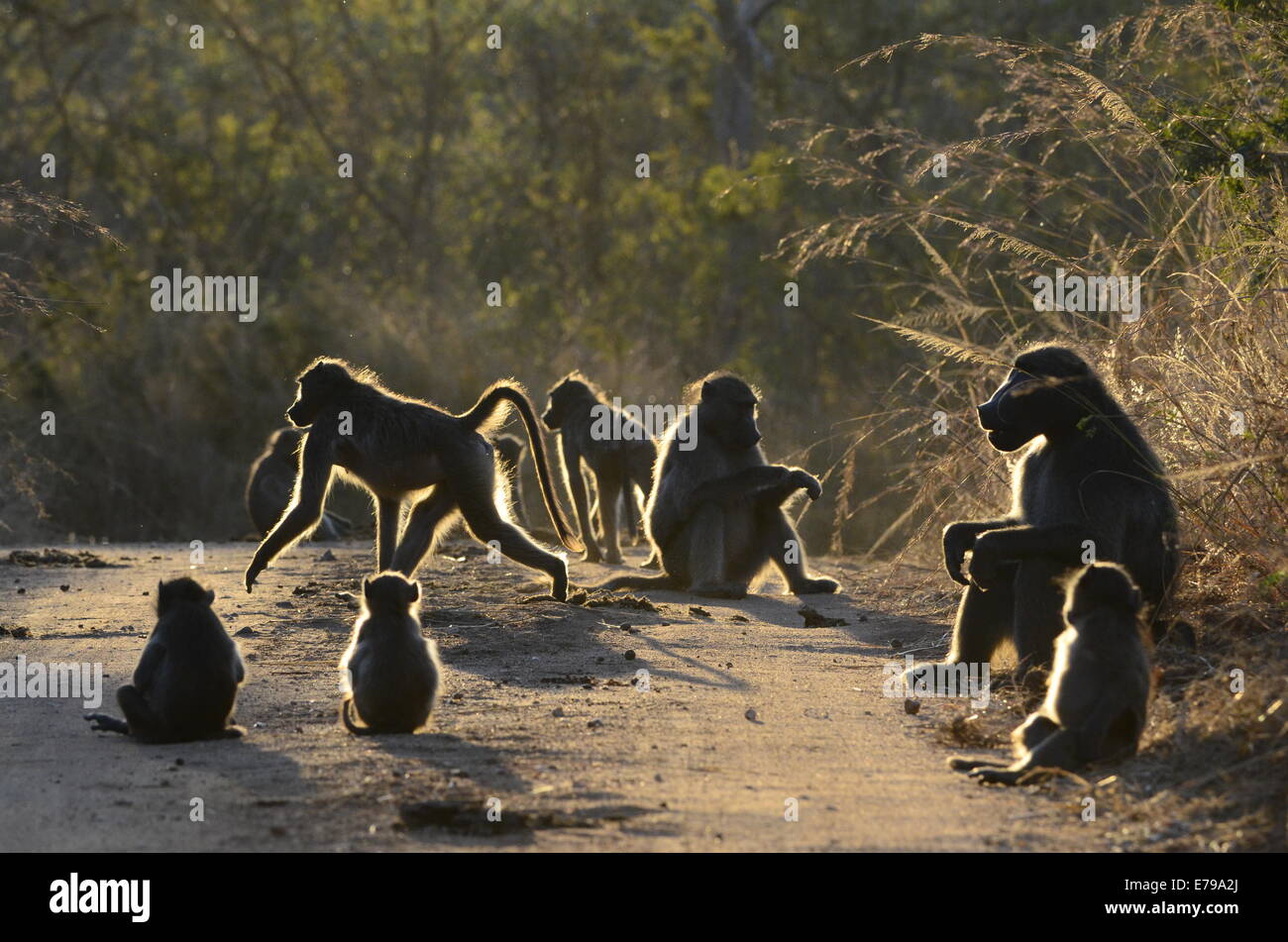 Chacma baboon family at sunset in Kruger Park, South Africa Stock Photo ...