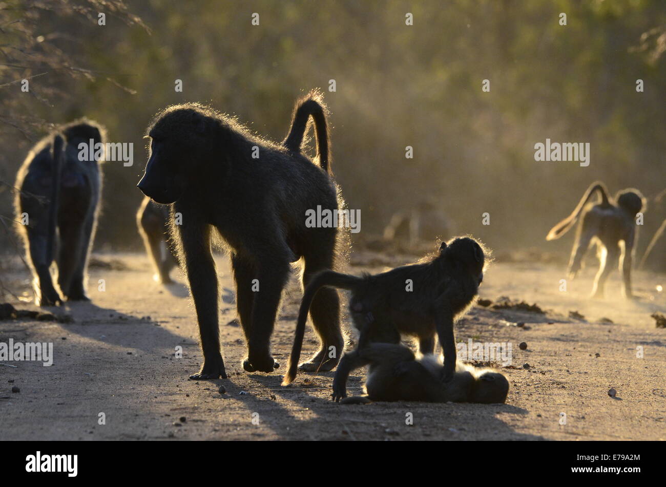 Baboon family hi-res stock photography and images - Alamy
