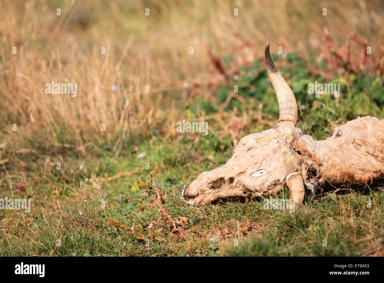 Cow carcass hi-res stock photography and images - Alamy
