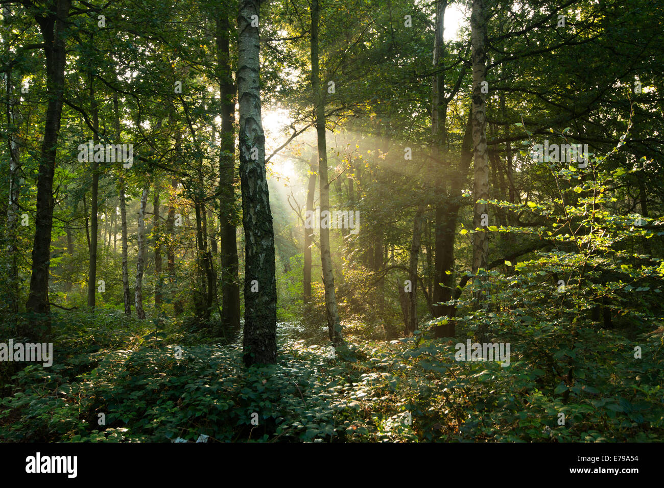 Early morning light in the woods of Sherwood Forest, Nottinghamshire ...