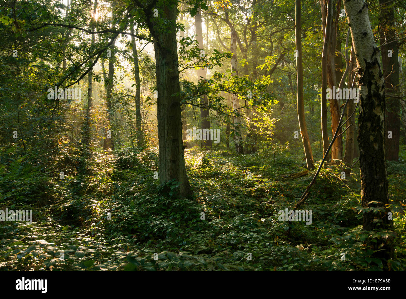 Early morning light in the woods of Sherwood Forest, Nottinghamshire ...