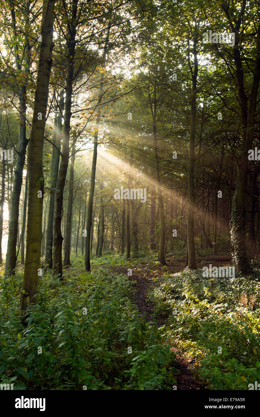 Early morning light in the woods of Sherwood Forest, Nottinghamshire ...