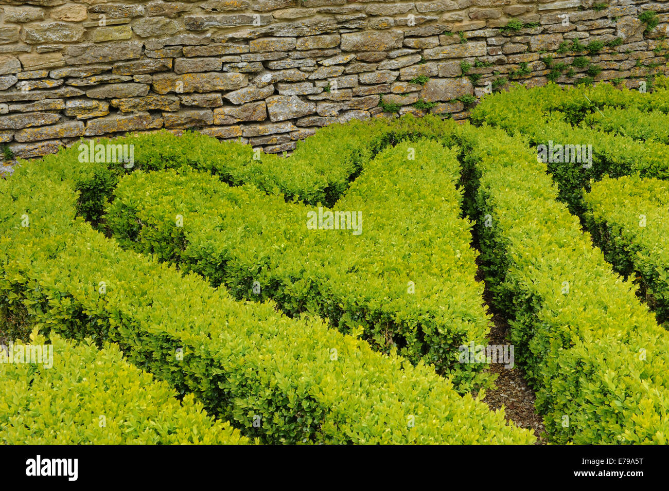 Box Hedge (Buxus sempervirens) Clipped in the Shape of a Heart in a ...