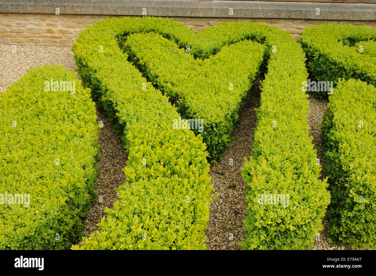 Box Hedge (Buxus sempervirens) Clipped in the Shape of a Heart in a ...