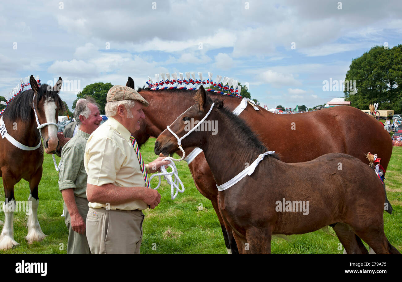 Great yorkshire show heavy horses hi-res stock photography and images ...