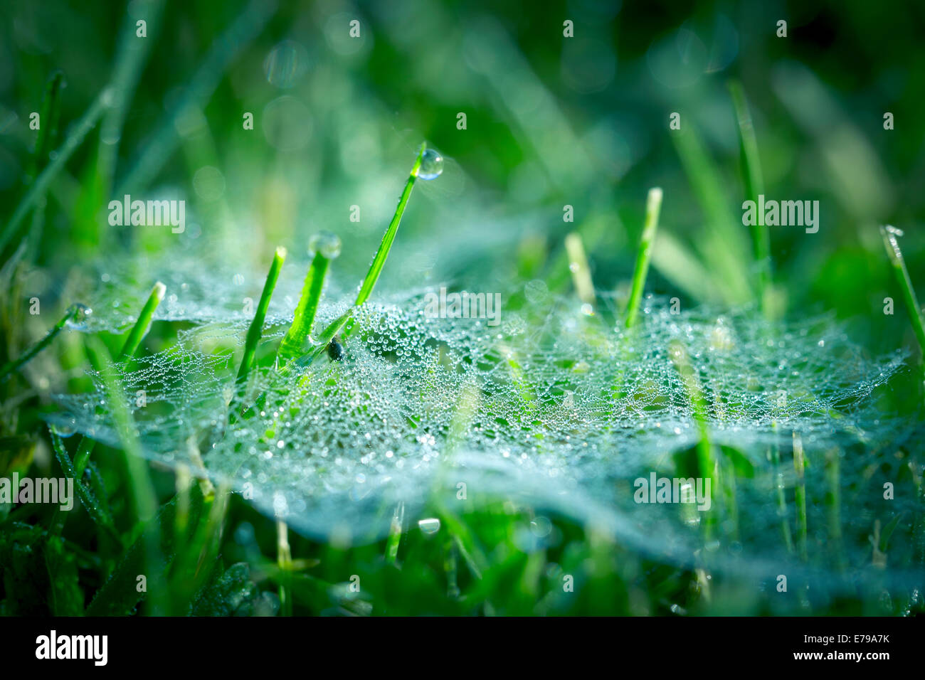 spider web droplets Stock Photo - Alamy