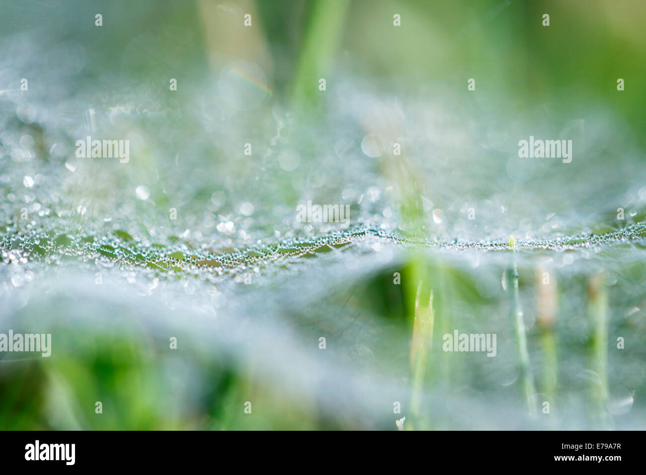 spider web droplets Stock Photo - Alamy