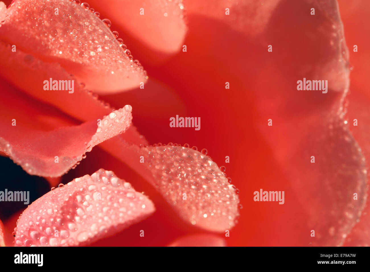 rose flower macro Stock Photo - Alamy