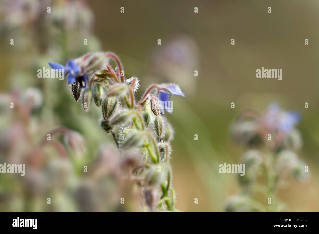 flower blossom Borago officinalis Stock Photo - Alamy