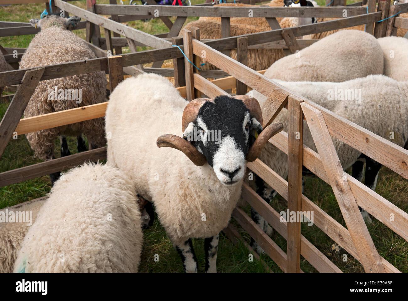 Swaledale male sheep ram in pen at Ryedale Show in summer ...